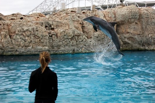Sarah trains the Dolphin - Texas State Aquarium