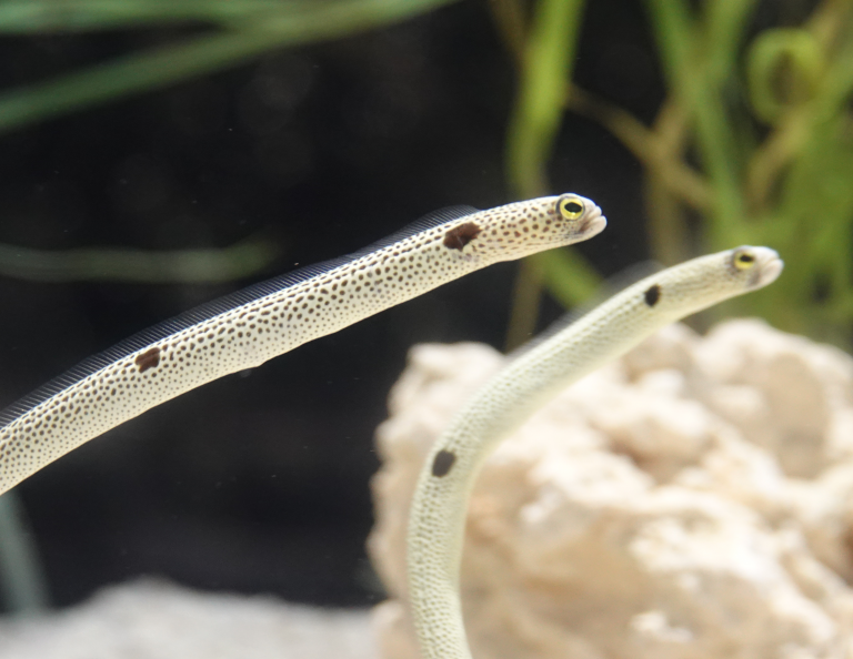 eels - Texas State Aquarium