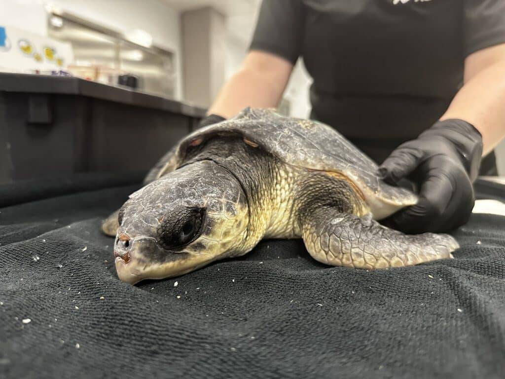 Texas State Aquarium Welcomes 18 Endangered Sea Turtles from New ...